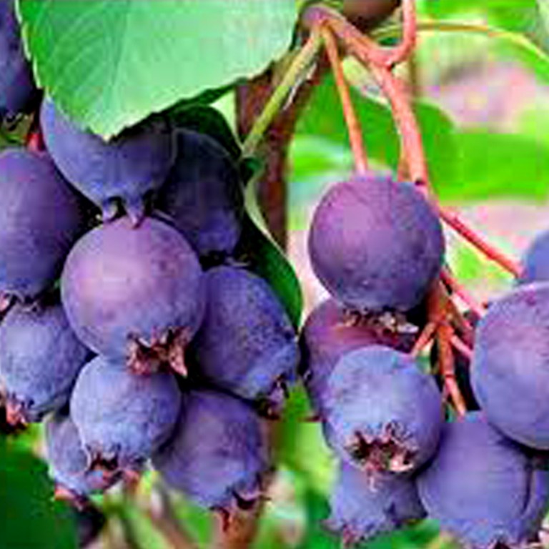 Honeywood Drijen